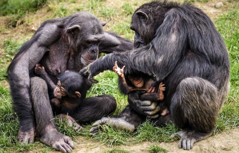 1 de septiembre: Día Internacional de los Primates - Mundial Medios
