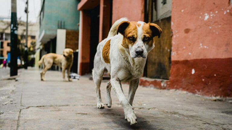 16 de agosto - Día Internacional del Animal sin Hogar - Mundial Medios
